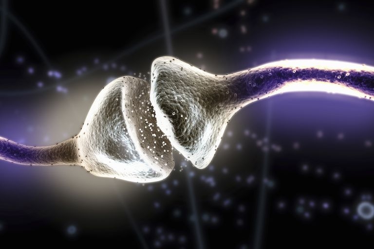 What You Need to Know About Neurotransmitters