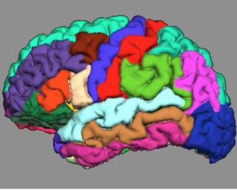 What the Folds of Your Brain Could Tell You About Schizophrenia Risk